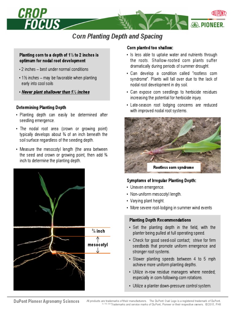Optimal Corn Planting Depth and Spacing | PDF | Maize | Root