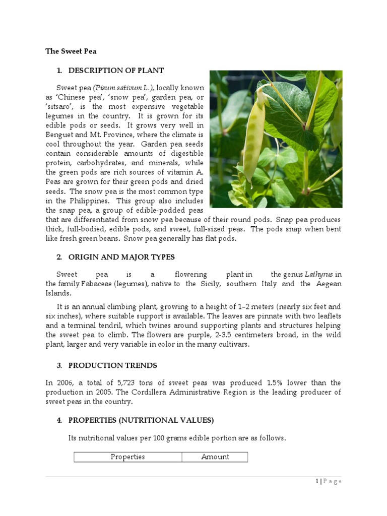 SWEET PEA Production Guide | PDF | Pea | Sowing