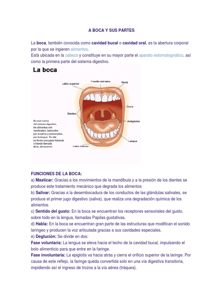 A Boca y Sus Partes | PDF | Digestión | Páncreas