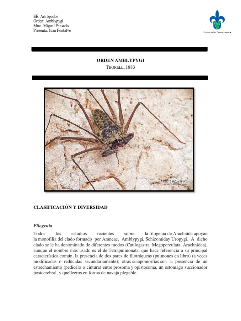 Orden Amblypygi | Artrópodos | Arácnidos