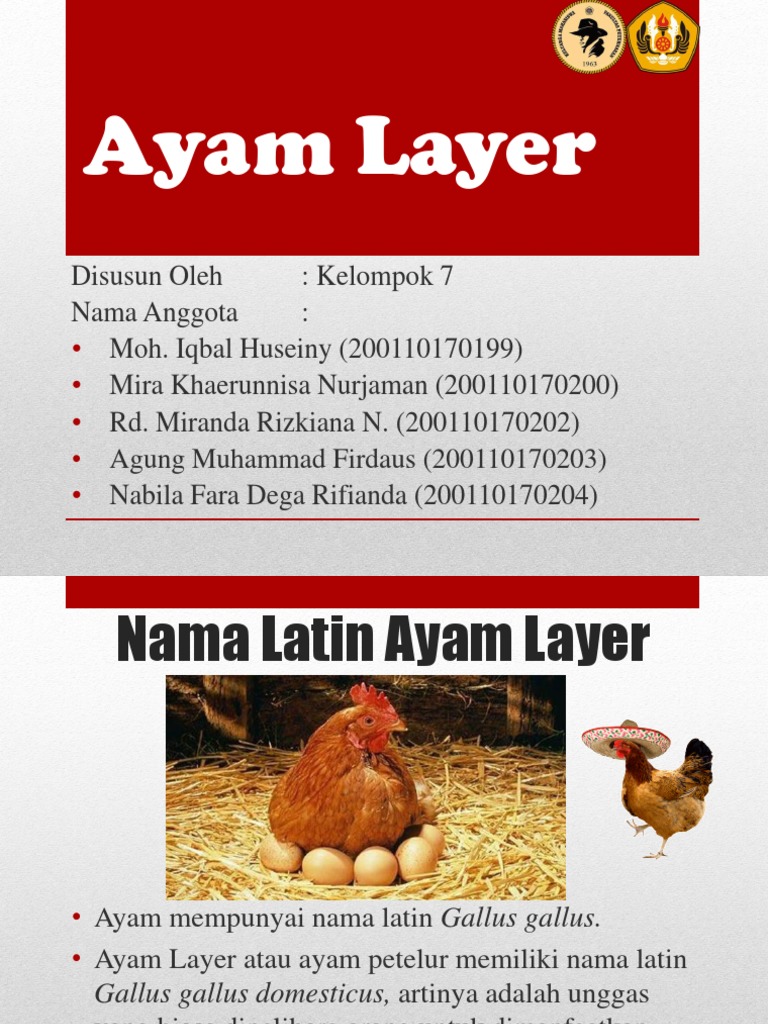 Ayam Layer | PDF | Kesehatan Holistik