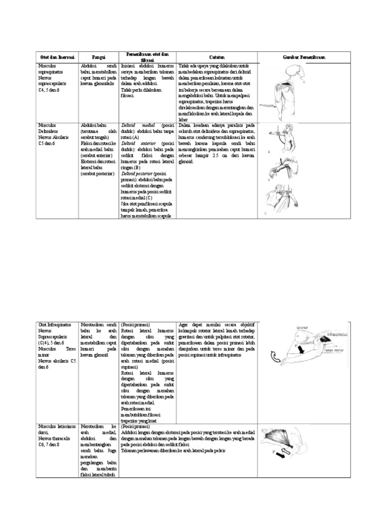 Otot Dan Inervasi | PDF