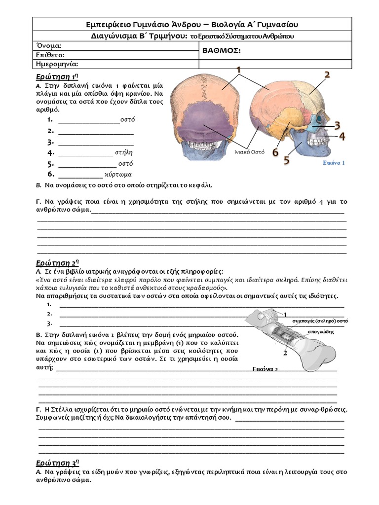 Μυοσκελετικό Διαγώνισμα | PDF