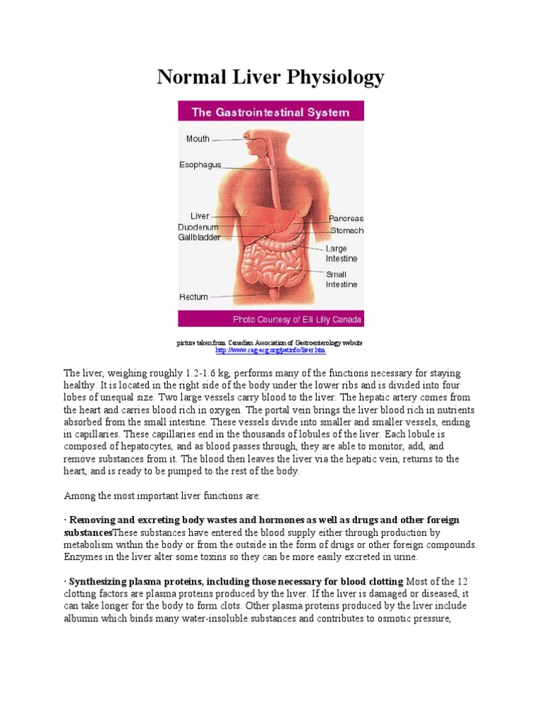 Normal Liver Physiology | PDF | Liver | Bile