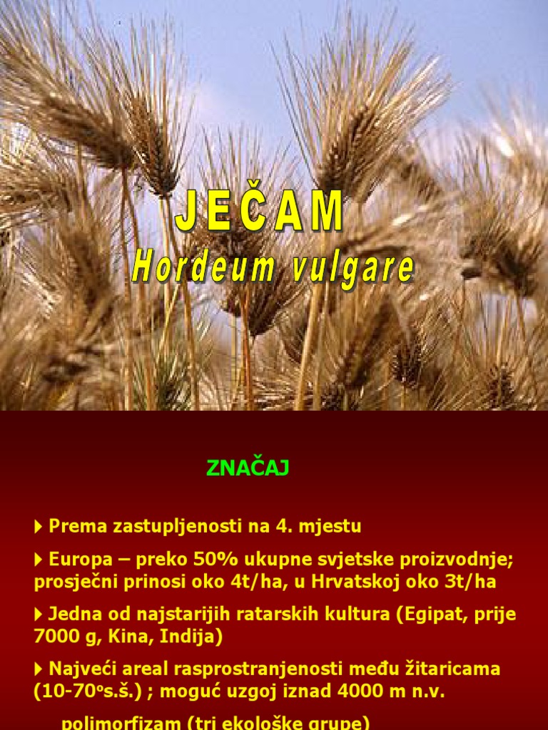 Jecam | PDF