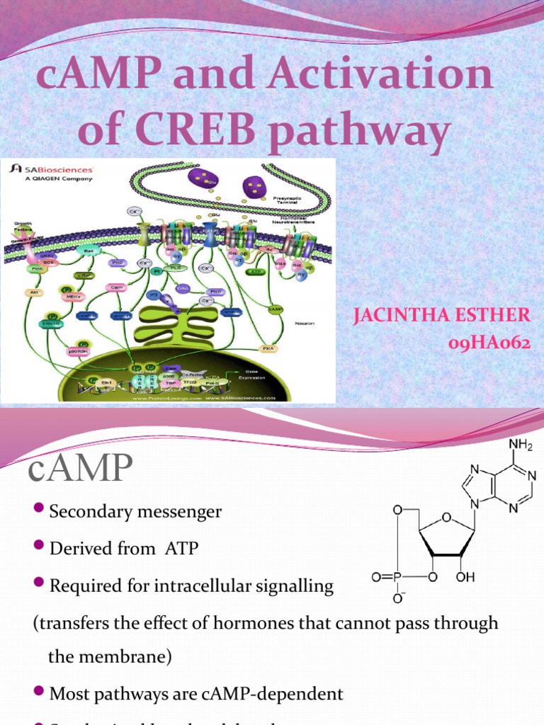 cAMP and CREB Pathway Overview | PDF