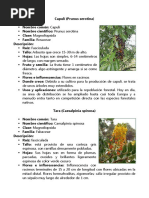Bingo de Plantas Fotos | PDF