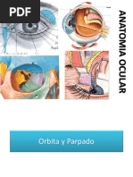 1 Region Superciliar | PDF | Cráneo | Anatomía humana