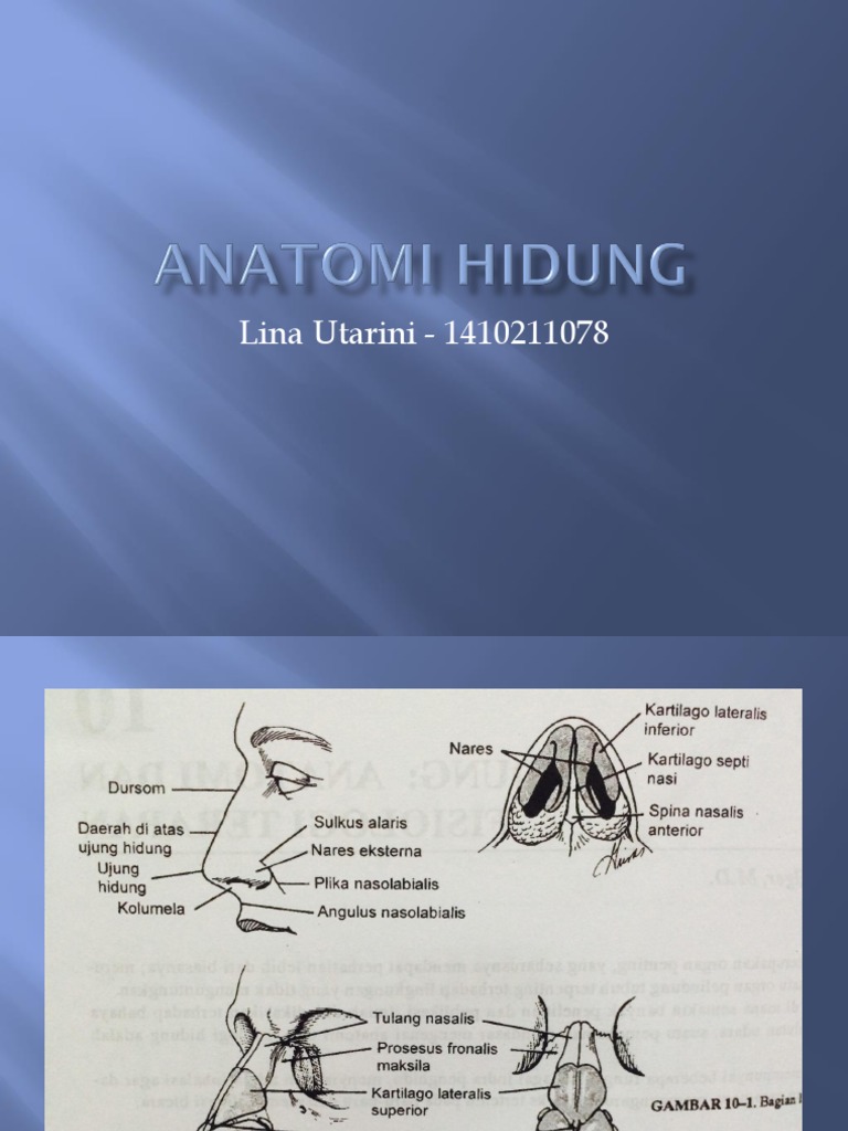 Anatomi Hidung | PDF