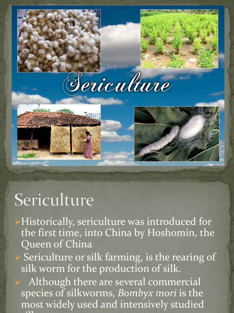 Seri Culture | PDF | Silk | Agriculture