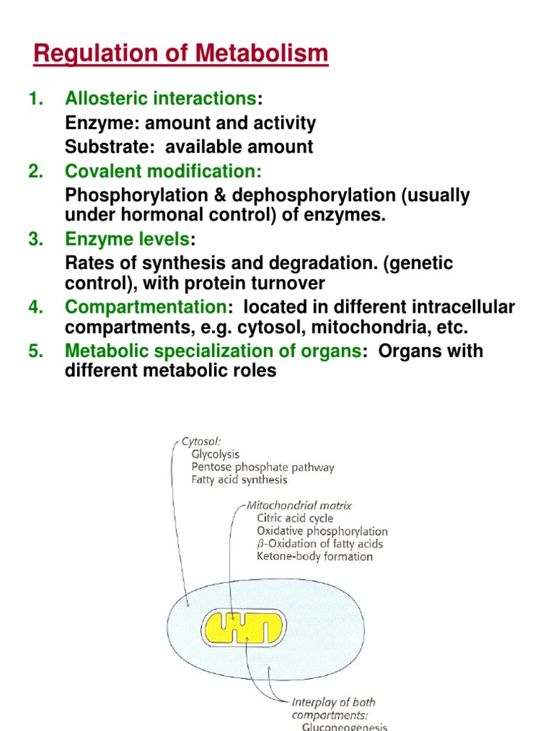 Lecture 11 On Regulation of Metabolism | PDF | Glycogen | Metabolism