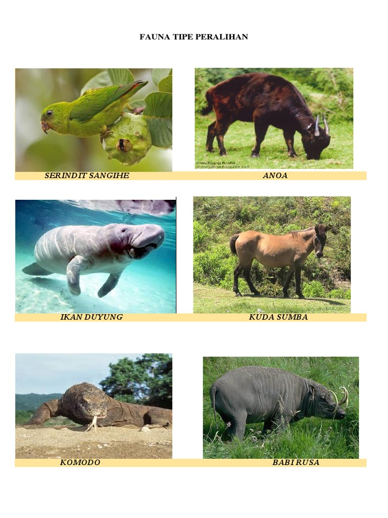 Fauna Tipe Peralihan | PDF
