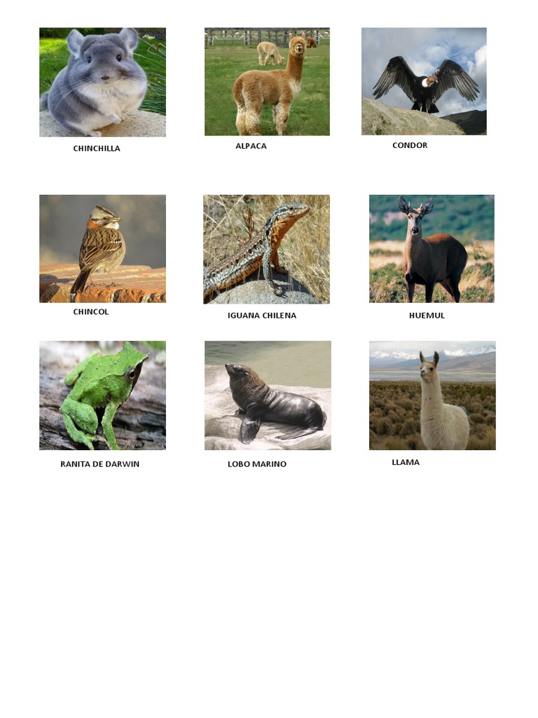 Flora y Fauna Chilena | PDF