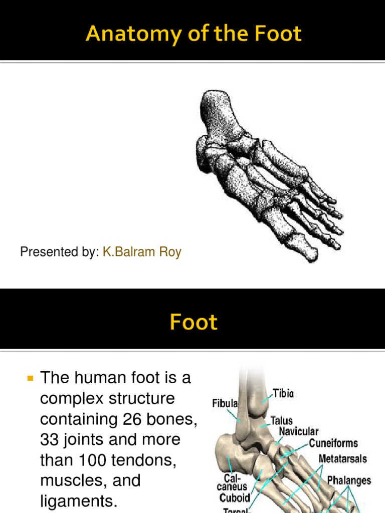 Anatomy of The Foot | PDF | Foot | Ankle