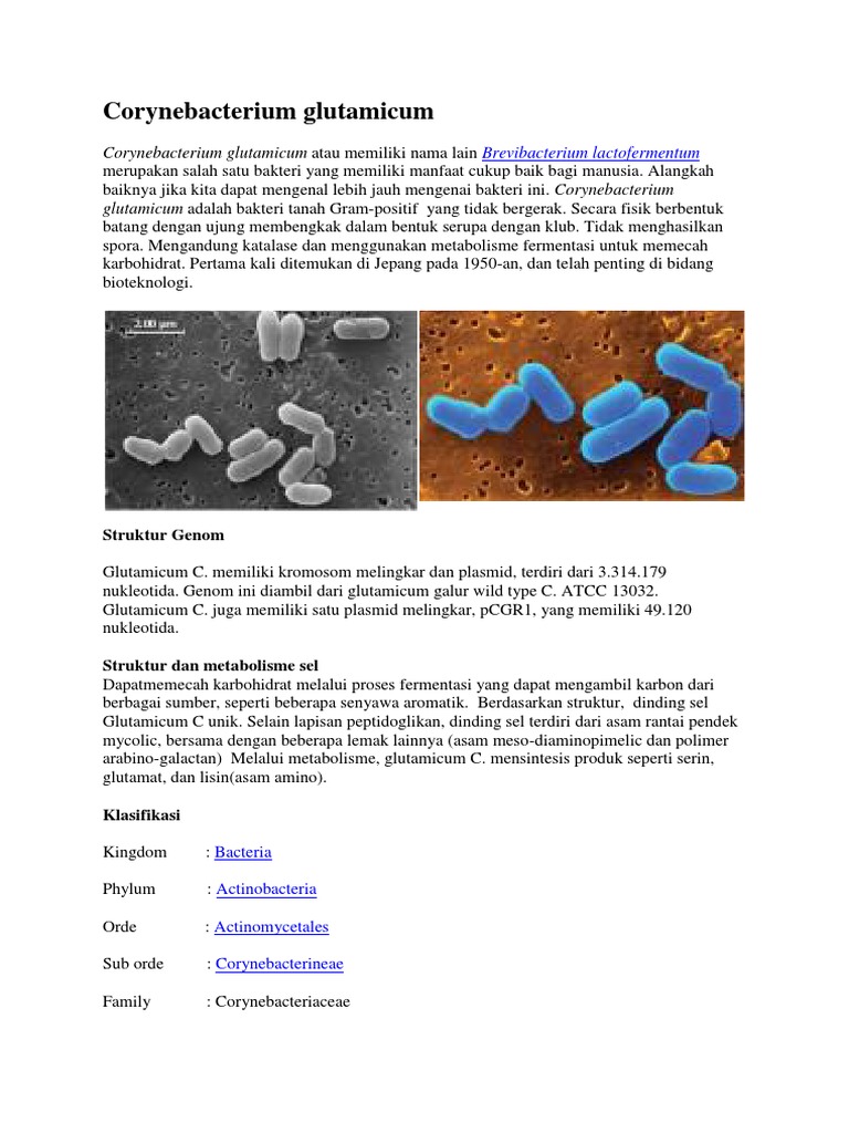 Corynebacterium Glutamicum | PDF