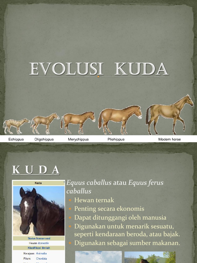 Evolusi Kuda 2 Contoh Perubahan Evolusi Dari Sudut Pandang Biologi