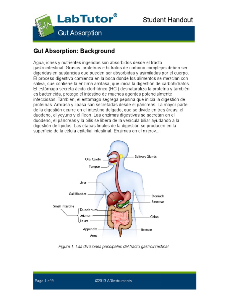 2017gut Absorption Laboratory Handout | PDF | Digestión | Sistema digestivo