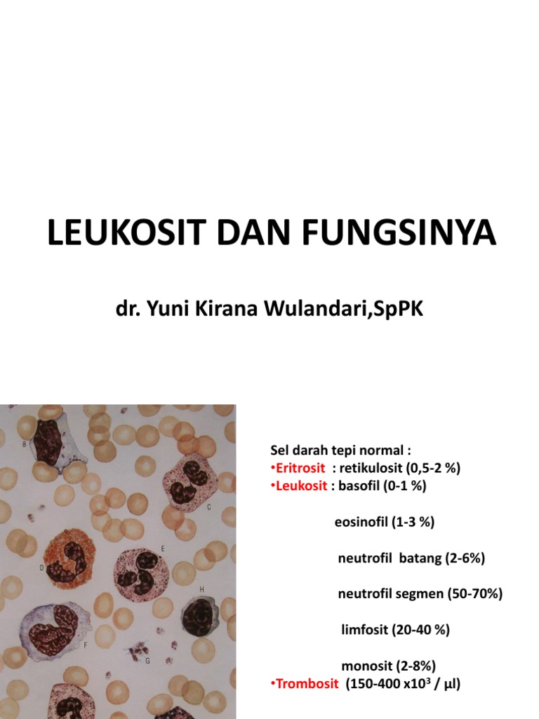 Leukosit Dan Fungsinya | PDF
