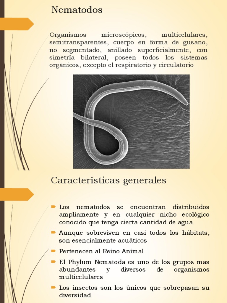 Nematodos | PDF | Nematodo | Raíz