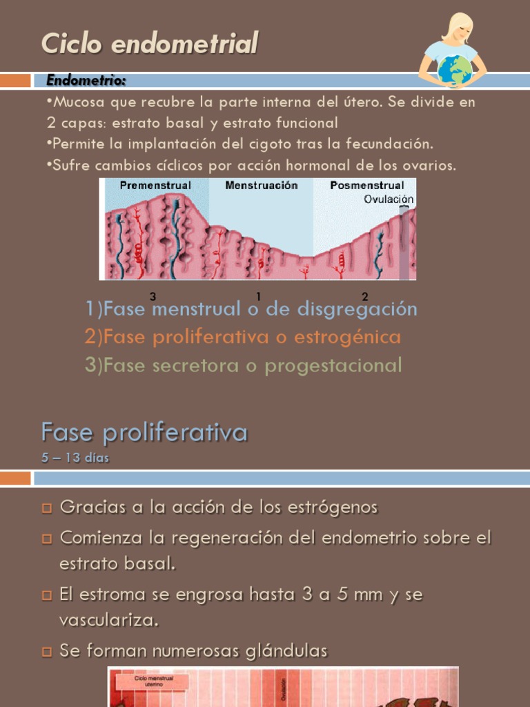 Ciclo Endometrial | PDF