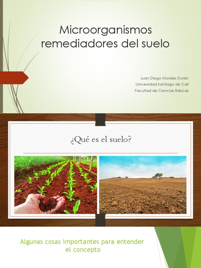 Microorganismos Remediadores Del Suelo | Microorganismo | Suelo