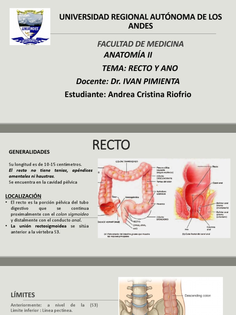 Anatomia Exposicion Recto y Ano | PDF | Recto | Pelvis