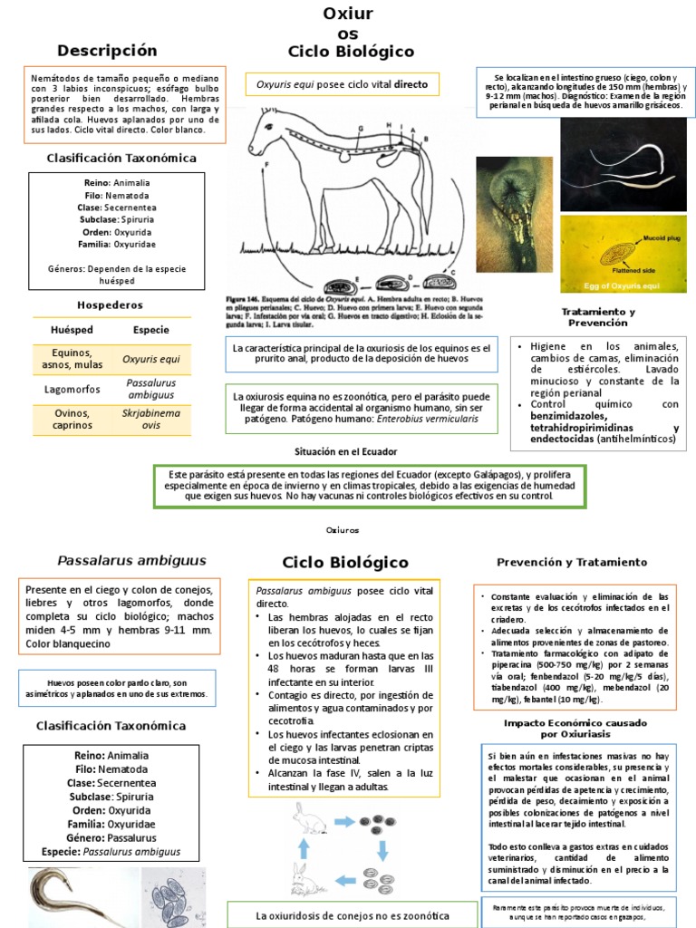 Oxiuros | PDF | Organismos | Especialidades Medicas