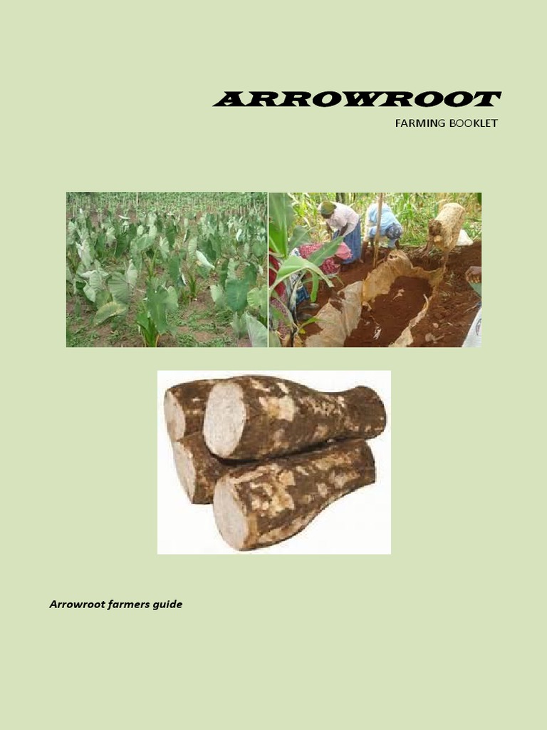 How To Grow Arrow Root | Download Free PDF | Flour | Soil