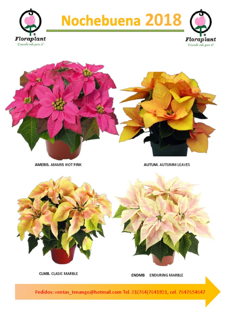 Catalogo NB 2016 Floraplant | PDF | Frozen Desserts | Foods