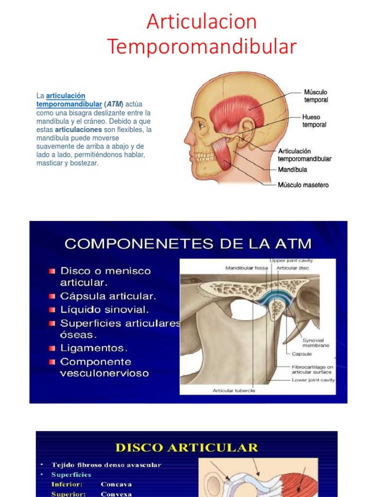 Qué Es La Articulación Temporomandibular O Atm – Estrich Mobil