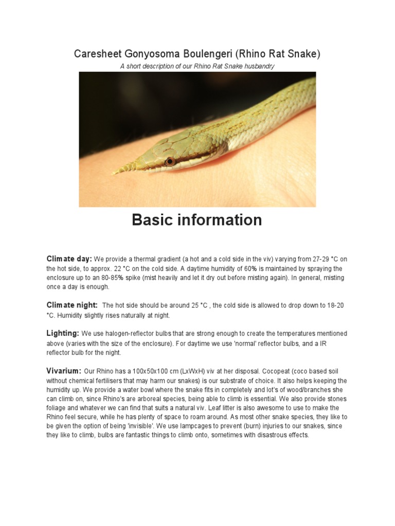 Rhino Rat Snake Care Guide | PDF | Nature