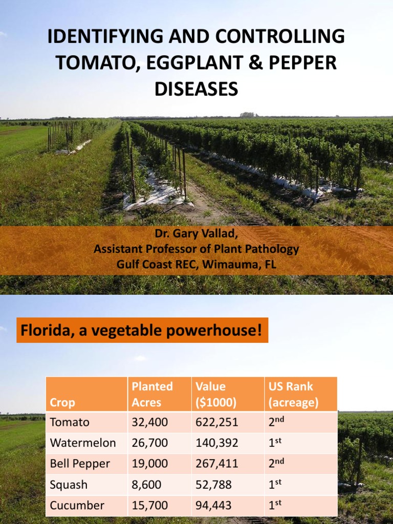 Tomato Diseases | PDF | Tomato | Crops
