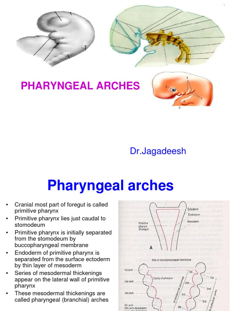 21 - Pharyngeal Arches (HD) | PDF | Tongue | Anatomy