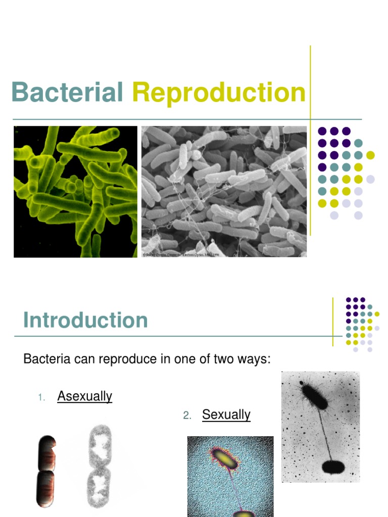 Bacterial Reproduction Methods Binary Fission Sexual | PDF