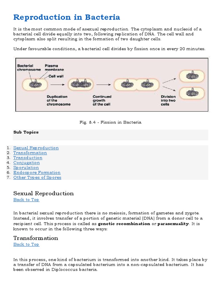 Asexual Reproduction In Bacteria