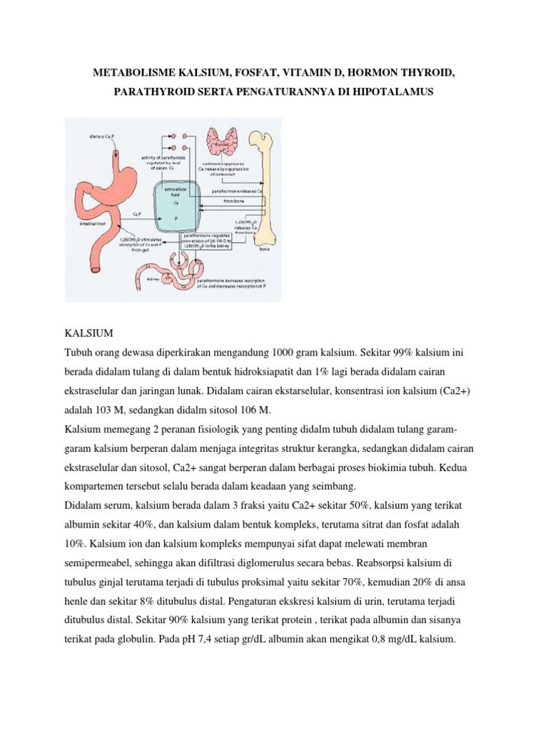 Metabolisme Kalsium dan Fosfat dalam Tubuh | PDF