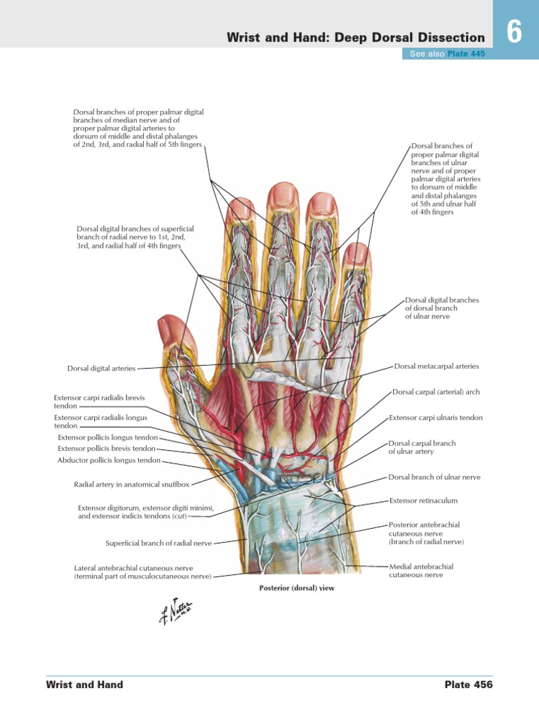 Wrist and Hand: Deep Dorsal Dissection : See Also | PDF | Finger | Hand