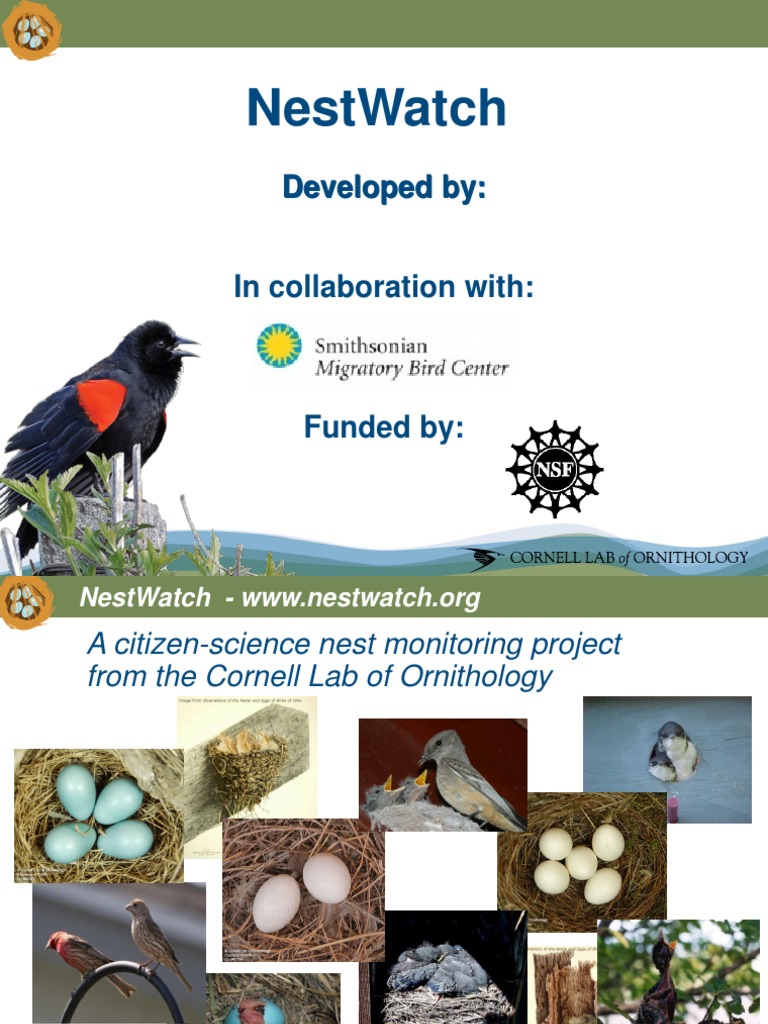 Nestwatch: Developed By: Developed by | PDF | Paravians | Birds Of ...