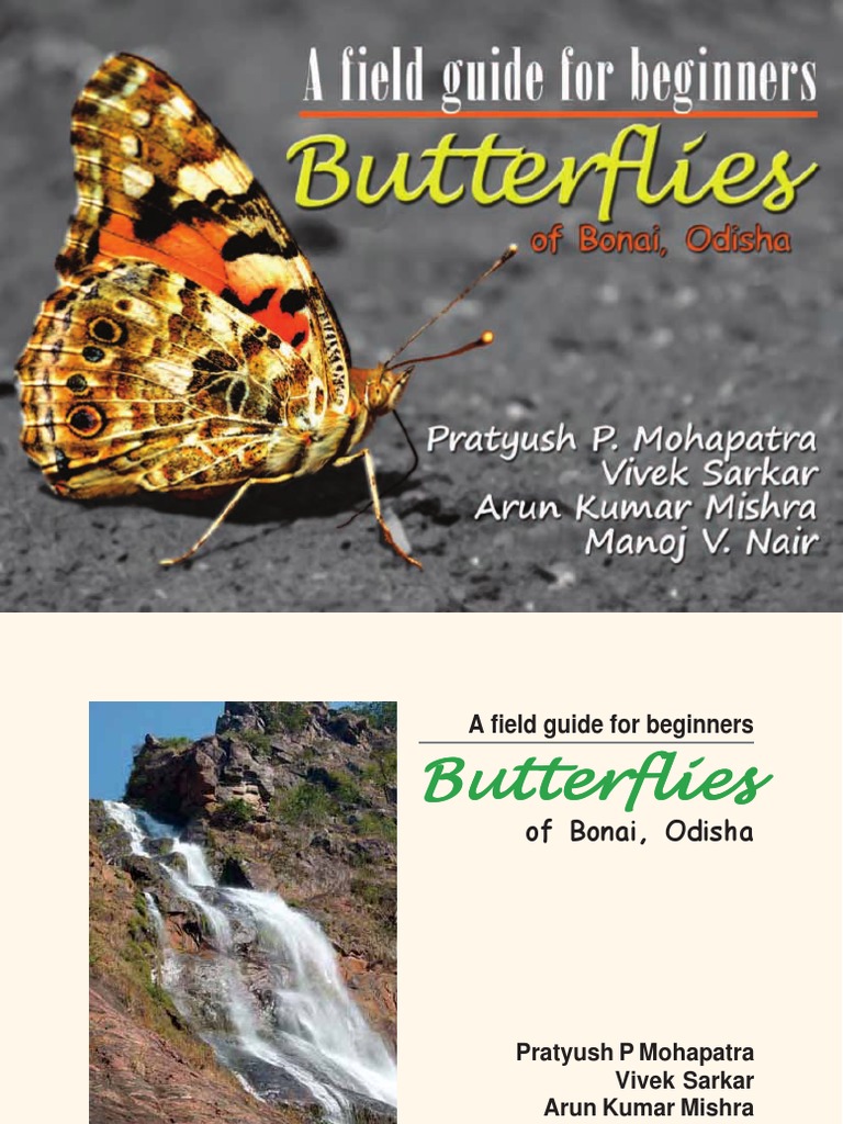 A Field Guide For Beginner'S - Butterfly | PDF | Lepidoptera | Butterfly