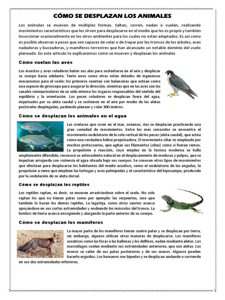 Cómo Se Desplazan Los Animales | Aves | Naturaleza