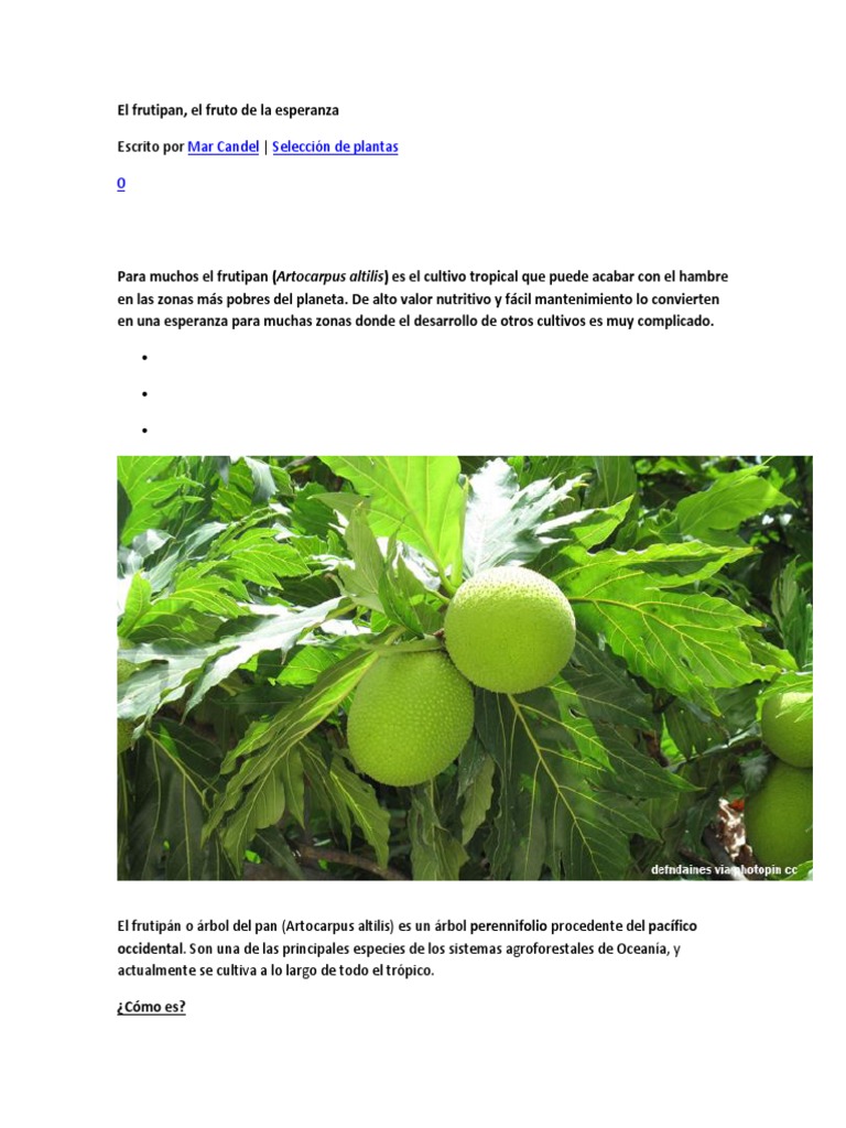 El Frutipan | PDF | Comida y bebida | Plantas