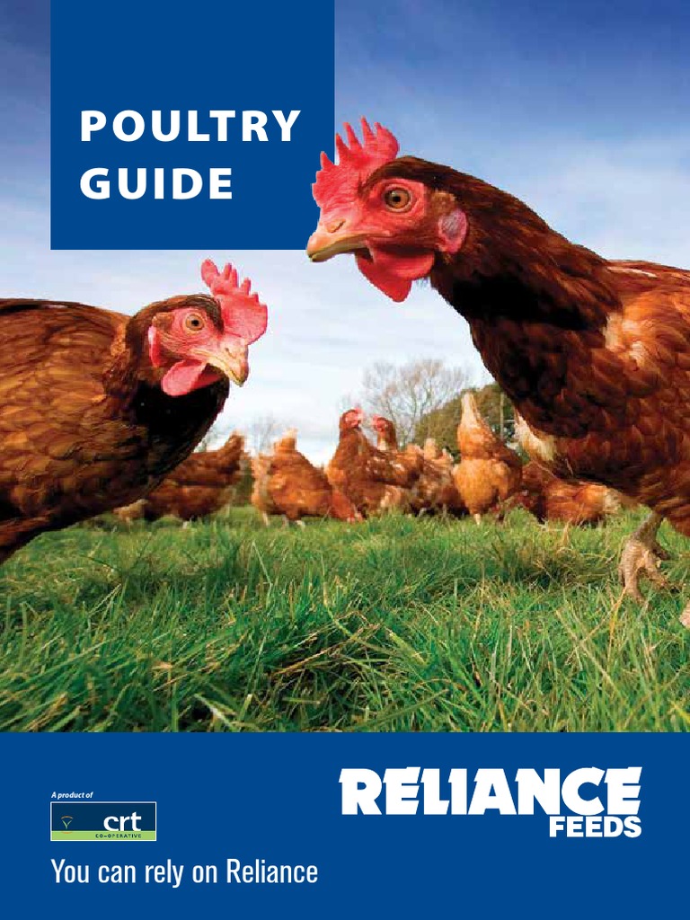 Poultry Guide: You Can Rely On Reliance | PDF | Yolk | Chicken