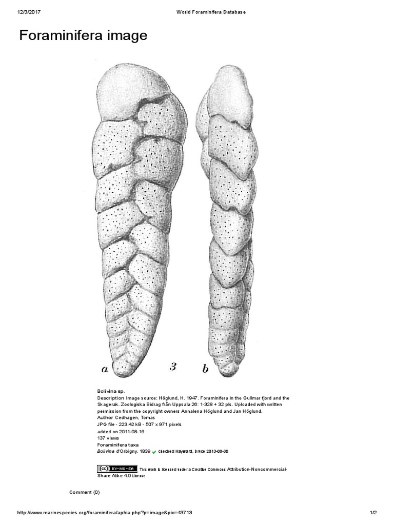 World Foraminifera Database | PDF
