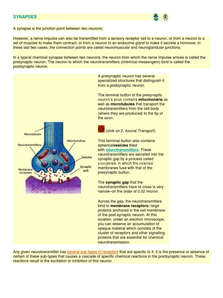 Neurotransmitters and Their Functions: An In-Depth Look at How These ...