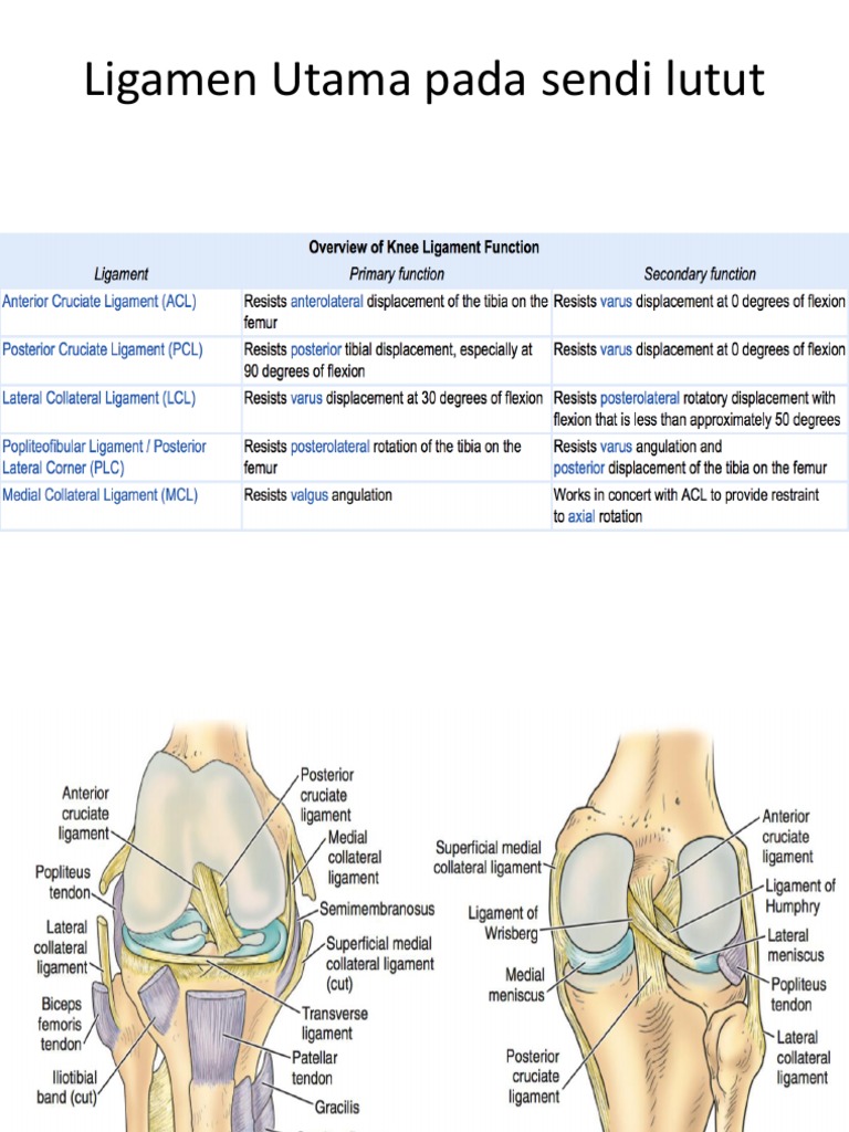 Ligamen Utama Pada Sendi Lutut PDF | PDF