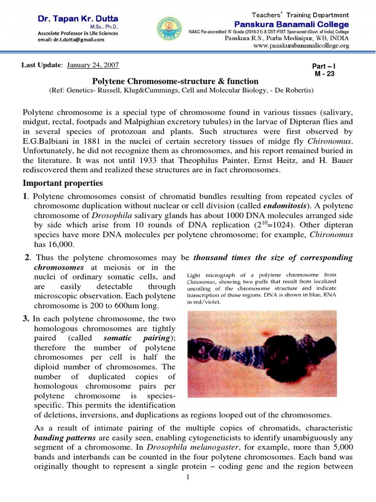 M - 23 Polytene Chromosome | PDF | Chromosome | Cell Nucleus