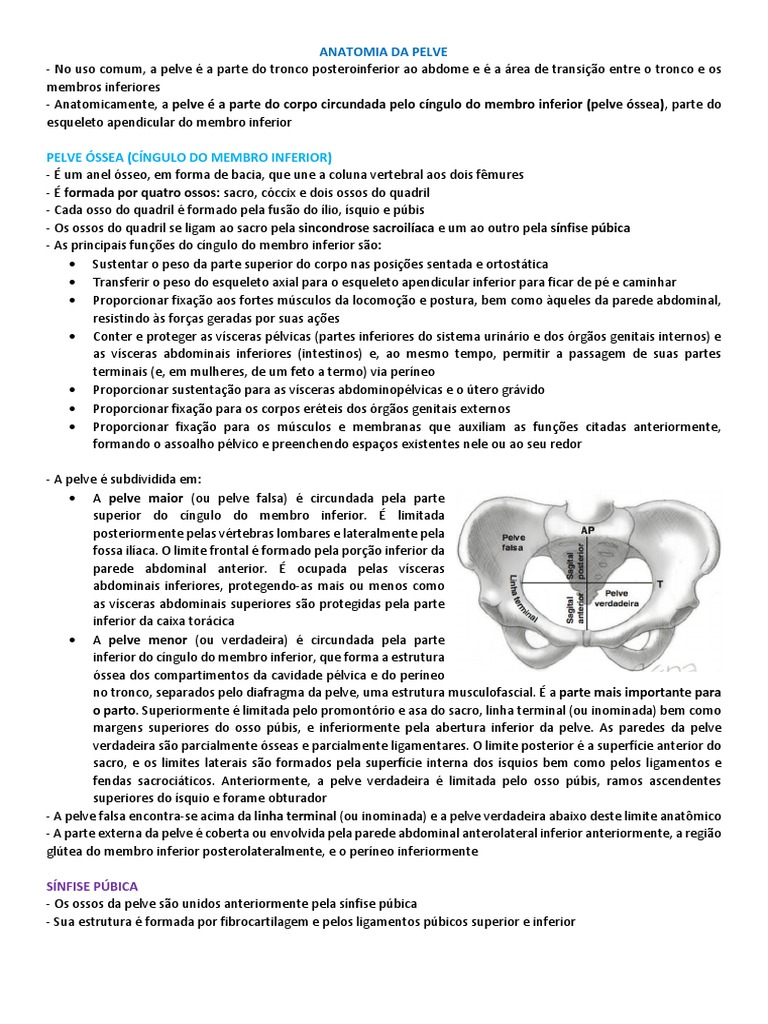 Anatomia Da Pelve | Download grátis PDF | Pélvis | Sistema Locomotor