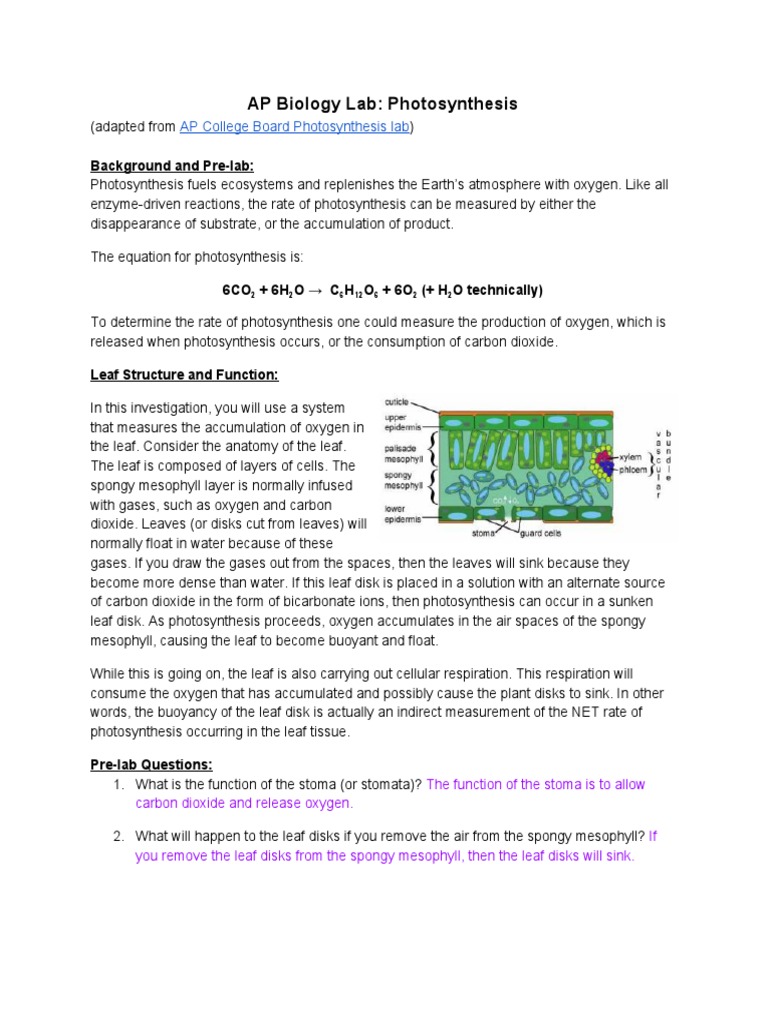 Ap Photosynthesis Lab | PDF | Chemistry | Nature