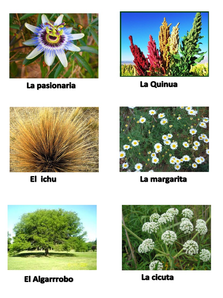 Plantas Terrestres Con Nombres Plantas Terrestres: De Diferentes