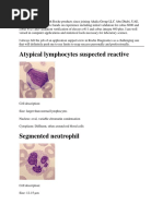 Lymphocyte Morphology | PDF | Lymphocyte | Medical Specialties